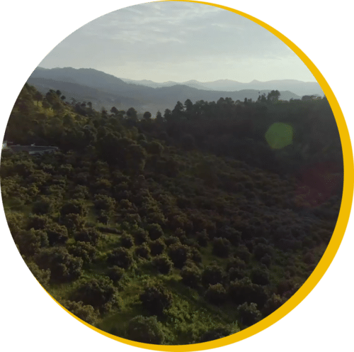 Fresh Mexican Food, Hot Off The Grill - Costa Vida